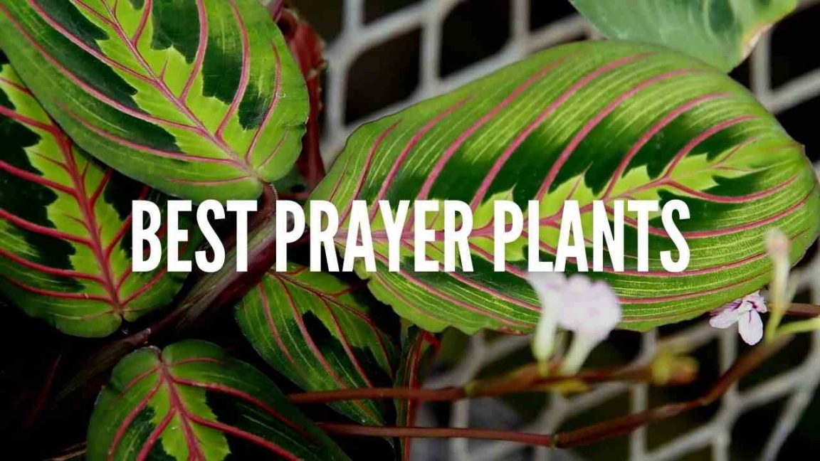 6 Best Prayer Plants Reviewed | In-Depth Live Houseplant Buyers Guide